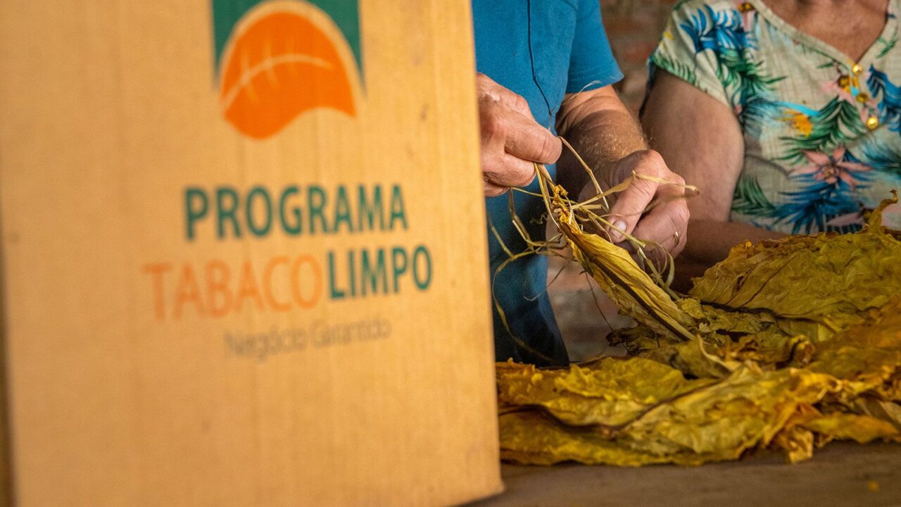 A qualidade do tabaco depende da atenção e cuidados – China Brasil Tabacos